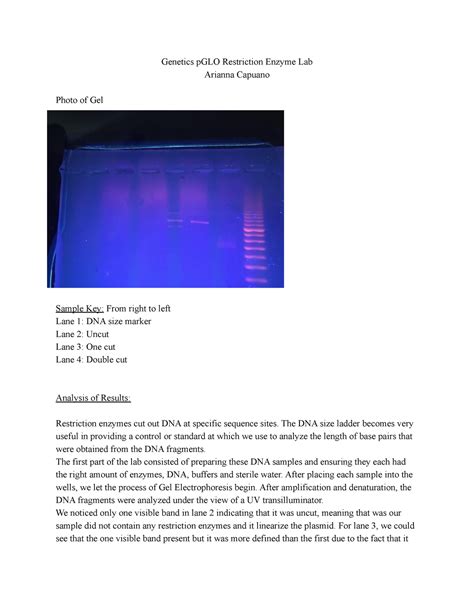 Genetics Restriction Enzyme Lab Genetics Pglo Restriction Enzyme Lab