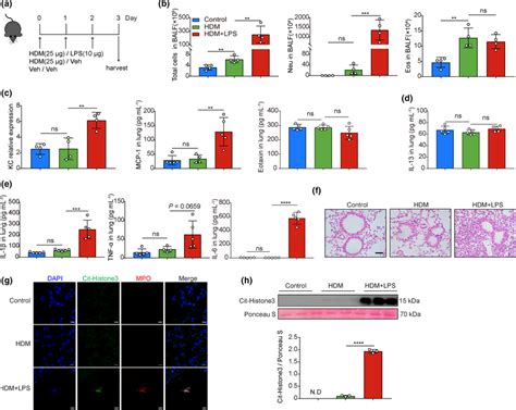Hdm And Lps Potentiated Neutrophilic Inflammation And Net Formation Download Scientific Diagram