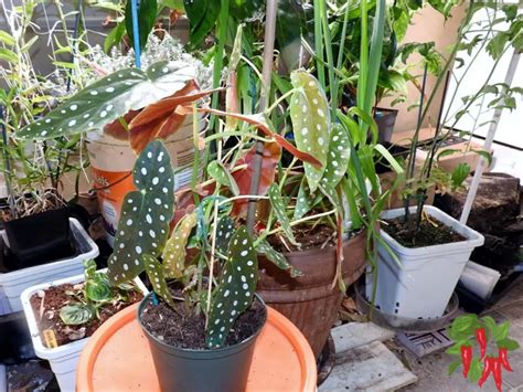 Begonia Maculata Care Easy Polka Dot Begonia Guide Heavenly Houseplants
