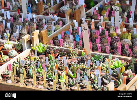 Cacti Breeding Cacti Stock Photo Alamy