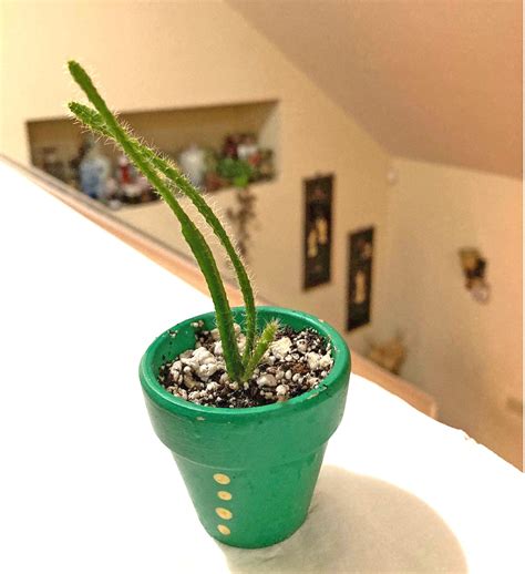 Glory Trailing Cactus Plants Vertical Garden Stands Round Railing Planters