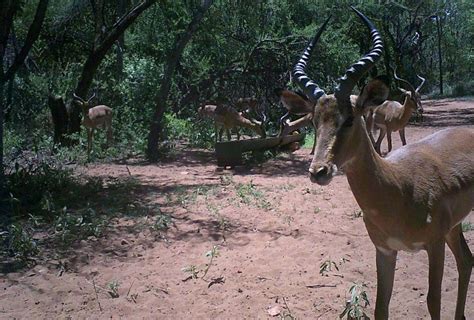 Game Mountain View Safaris And Tourism