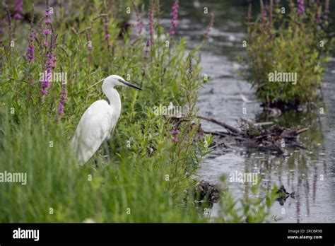 Little Egrets Are Small White Herons With Pretty White Plumes On Their