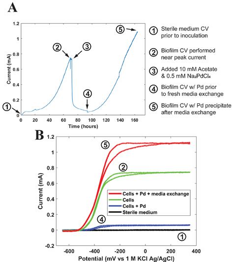 Representative Chronoamperometry And Cyclic Voltammetry Of A Download Scientific Diagram