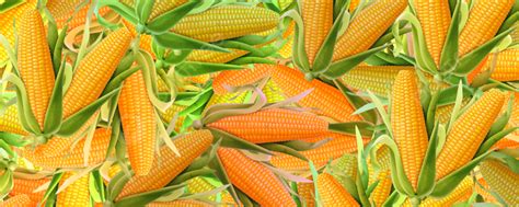 Orange Yellow Corn Background Corn Background Plant Background Image And Wallpaper For Free