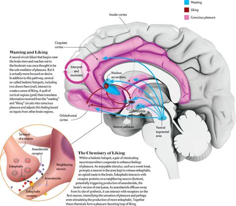 New Pleasure Circuit Found In The Brain Scientific American