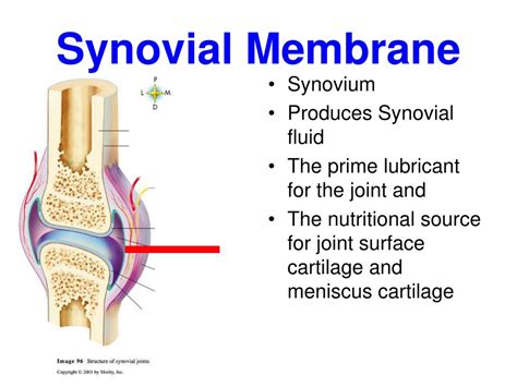 PPT Synovial Joint Structure PowerPoint Presentation Free Download ID 2503984