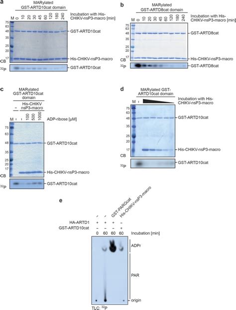 The Conserved Macrodomains Of The Non Structural Proteins Of Chikungunya Virus And Other