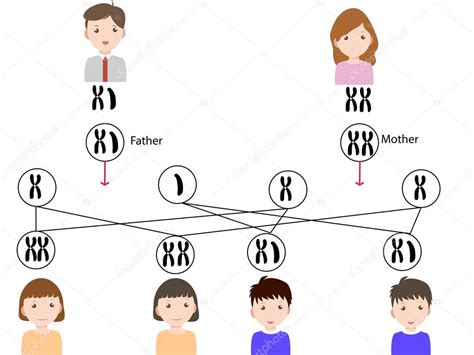 Xy Sexdetermination System Wikipedia