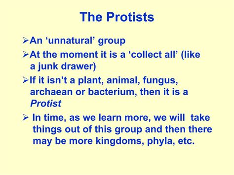 230 Classification Systematics Animal Phylogenyppt