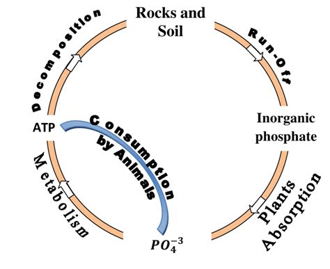 2 Main Transformation In The Phosphate Cycle Download Scientific Diagram