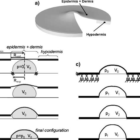 Uniaxial Tensile Test Stress Strain Curves For The Skin And Expander Download Scientific
