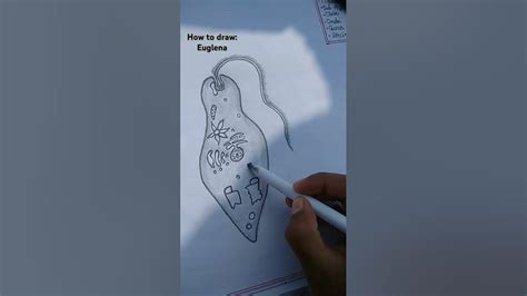 How To Draw👩‍🎨euglena Easy Pencil📝 Drawing Sorts Video Status Youtube