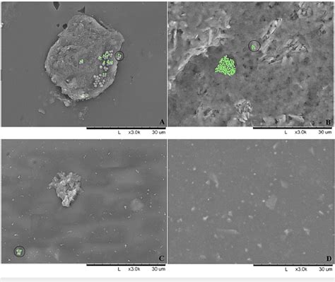 Scanning Electron Microscopy Sem Of Sample Materials After Bacterial Download Scientific