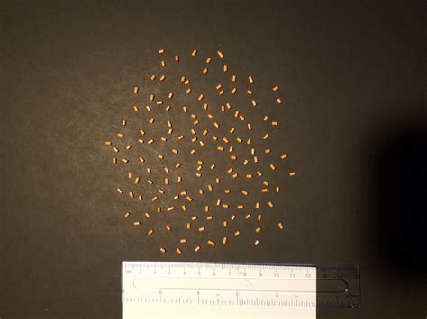 Particle Size Analysis Using Imagej Software