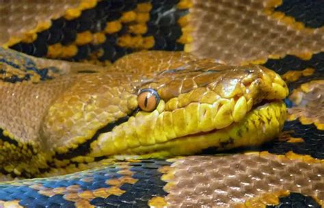 Reticulated Python The Animal Facts