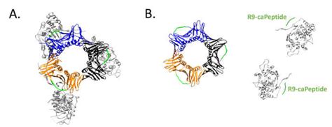 Schematic Of Targeting Pcna Binding Proteins Such As Fen1 A Download Scientific Diagram