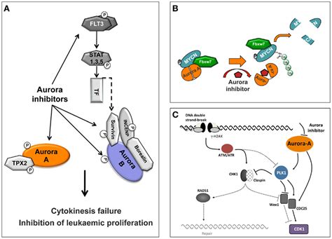 Aurora A Kinase Alchetron The Free Social Encyclopedia