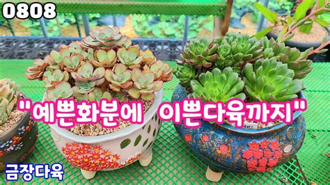 24년08월08일 금장다육 010 4550 0089 분째보내드리는 이쁜다육들 핑클루비 벤바디스 아톰 캐롤 양진철화 수연 안드리안 파인로즈 마시멜로 파이어필라 콩쥐팥쥐