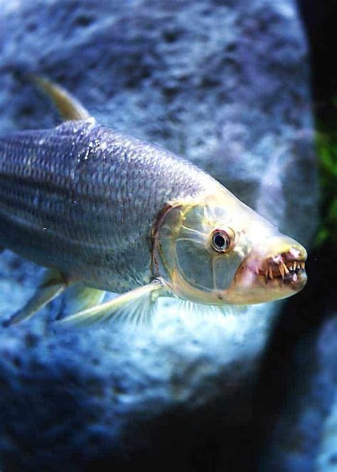 31 Goliath Tigerfish Facts Discover The Fierce African Species