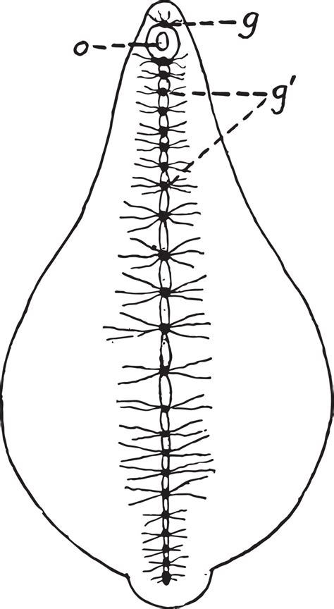 Leech Nervous System Vintage Illustration 13773752 Vector Art At Vecteezy