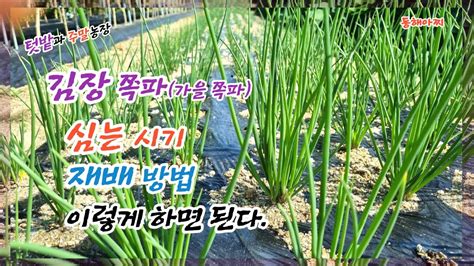 가을 쪽파추석과 김장용 심는 시기와 재배 방법 이렇게 하면 된다when To Plant Chives And How To