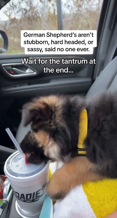 German Shepherd puppy throws a tantrum because he can't drink Diet Coke! - YouTube