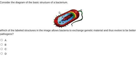 Free Consider The Diagram Of The Basic Structure Of A Bacterium A