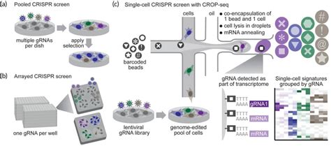 The Main Methods Of Crispr‐based Screens A Pooled Crispr Screens