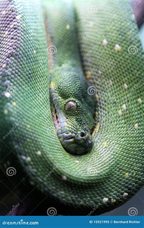 Green Tree Python Stock Image Image Of Dangerous Crawling