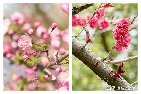 教老婆学摄影 第十课：这样 拍花”更好看 知乎