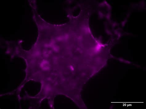 Bee Detection Minor Project Roboflow Universe