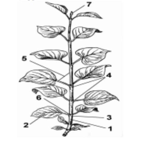 Запишите название частей побега обозначенных на рисунке цифрами 1 7 Школьные Знания Com