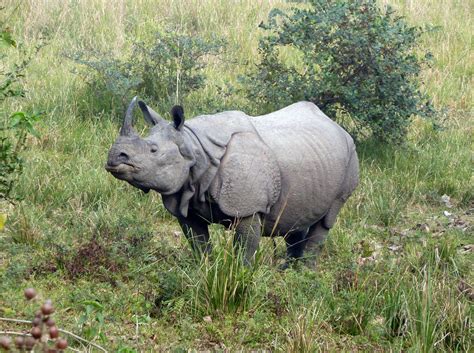 great one horned rhino international rhino foundationinternational