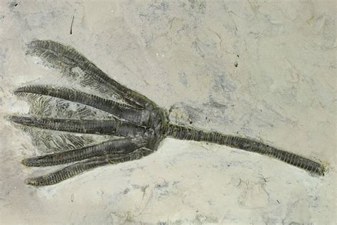 8 2 3d Fossil Crinoid Encrinus Germany 159675 For Sale