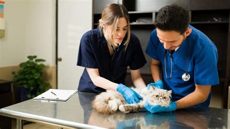 What Skills Do Veterinarians Need