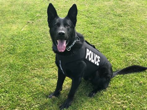 End Of Watch Brookfield K 9 Major Dies After Cancer Brookfield Ct Patch