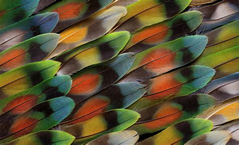 Lovebird Tail Feather Pattern And Design Photograph By Darrell Gulin Pixels Lovebird Tail Feather Pattern And Design Photograph By Darrell Gulin Pixels