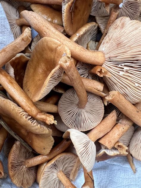 Candy Cap Western Wa Stem Has Bumpy Texture And Snaps Easily R Mycology