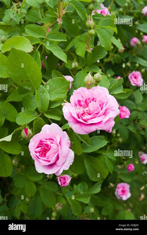 Rosa Zephirine Drouhin in flower Stock Photo - Alamy
