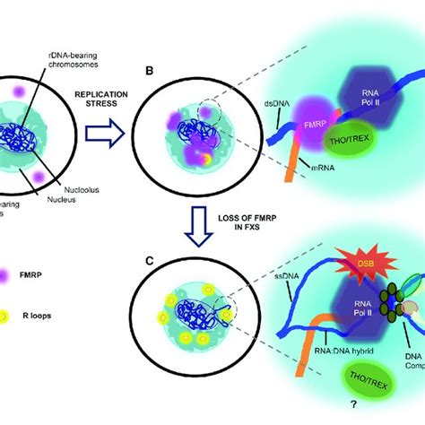 Proposed Model For Fmrp R Loop Regulation And Dsb Prevention A Download Scientific Diagram