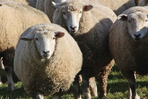 Composite Sheep Advantage Is Not Huge Countrywide