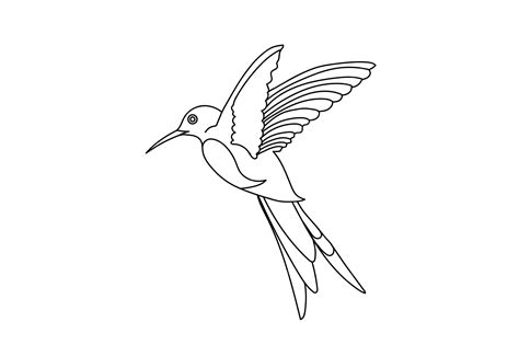 Hummingbird Black And White