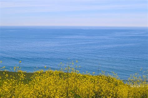 3 31 2019 캘리포니아 말리부 비치에서 아름다운 꽃과 나무와 하늘과 바다 0명에 대한 스톡 사진 및 기타 이미지 0명 경관 계절 Istock