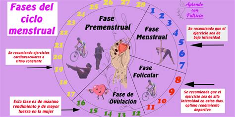 Fase Folicular Del Ciclo Ovárico