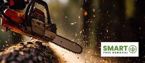 Smart Tree Removal Brisbane Expert Tree Care And Removal Services