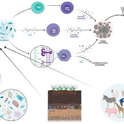 Microbiome And Tumor Microenvironment Interplay Schematic Illustration