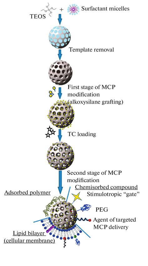 Classical Scheme Of MCP Formation And Loading See Text For Explanations Download Scientific