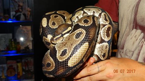 Anaconda 3 Python