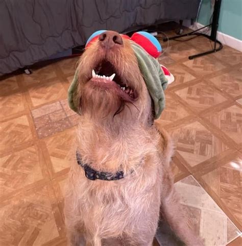 Puffcap Pup Legendsofruneterra